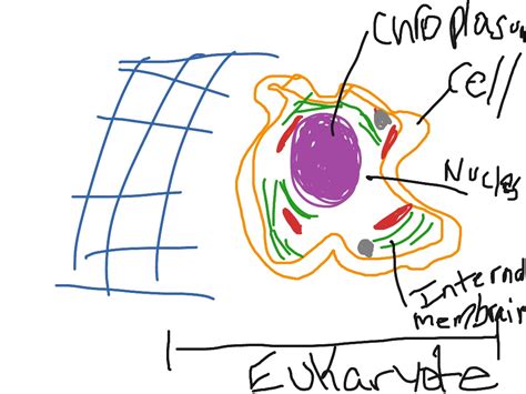 Eukaryote Science Showme