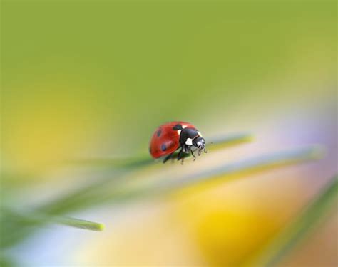 Premium Photo Ladybug In Nature