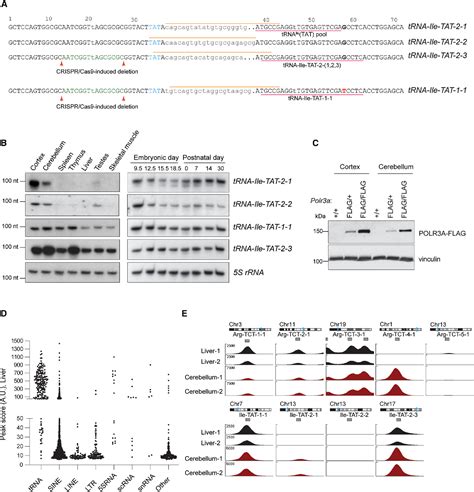 Figure 1 From Cell Type Specific Expression Of TRNAs In The Brain