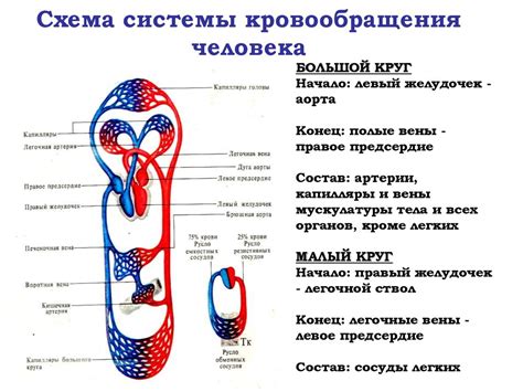 Физиология системы кровообращения Online Presentation