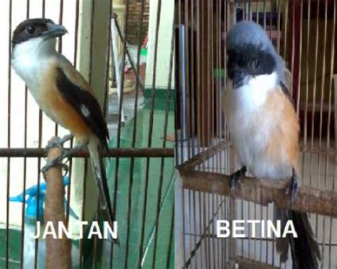 19 Cara Membedakan Burung Cendet Jantan Dan Betina Kicaumania Net