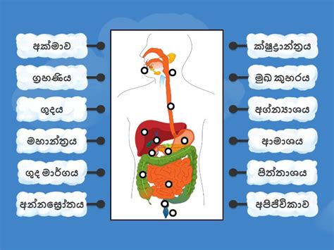 ආහාර ජිරණ පද්ධතිය Labelled Diagram
