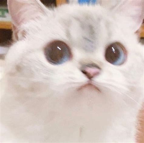 생각난 김에 올려보는 슈뢰딩거의 고양이 짤  세리에매니아