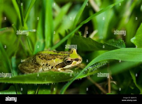 Southern Brown Tree Frog Litoria Ewingii Gippsland Victoria Australia