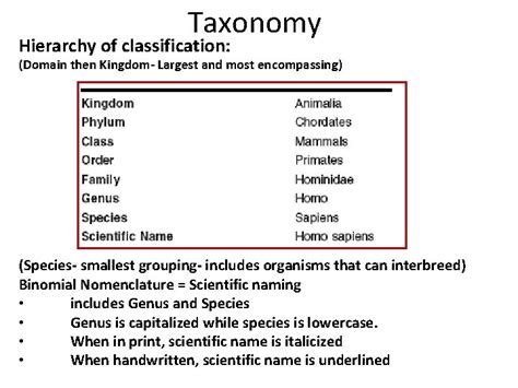 Kingdom Diversity Taxonomy Hierarchy Of Classification Domain Then
