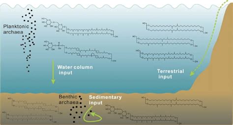 Major Sources Contributing To The Glycerol Tetraethers In Marine