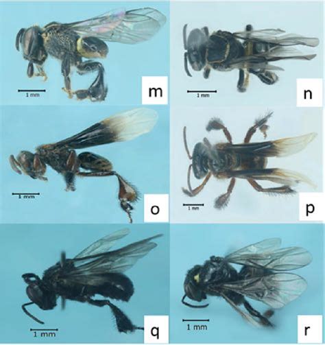 Morphology Of Stingless Bee Workers Found At Uacc Lateral And Dorsal