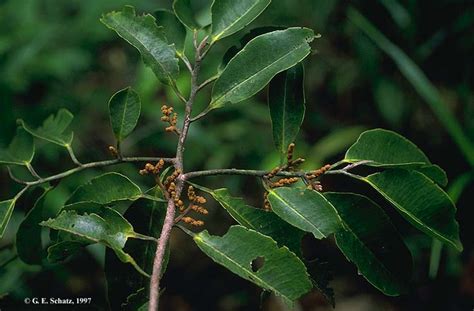 Myristicaceae In Madagascar