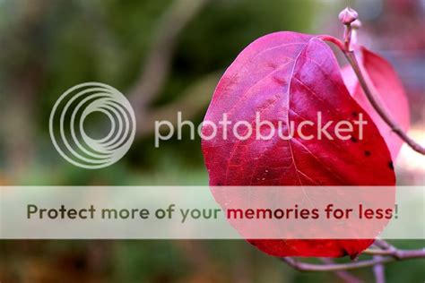 My Jupiter 9 Exploding Gumball Bokeh Jsherman999