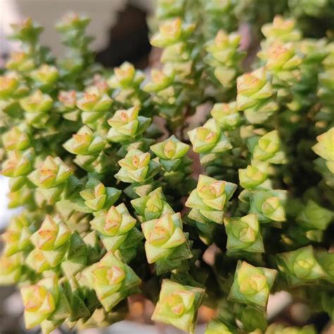 Crassula Tom Thumb 4 Inch Thenextgardener