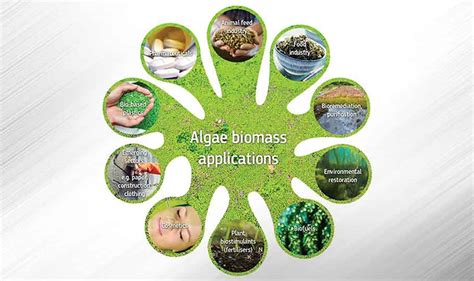 Eu Commission S 23 Actions To Advance Algae Sector