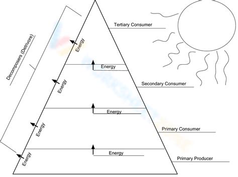 Free Printable Ecological Pyramids Worksheet Collection