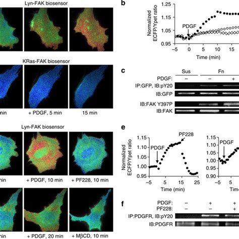The Design Of The Fret Based Fak Biosensor And In Vitro Download