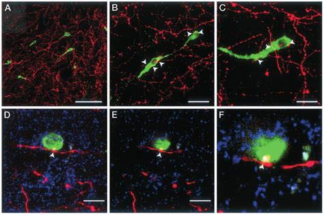 Orexin Fibers Come In Close Contact With Gnrh Neurons A A Low Power