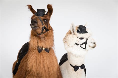 Llama Alpaca Fun Facts — Mtn Peaks Therapy Llamas And Alpacas