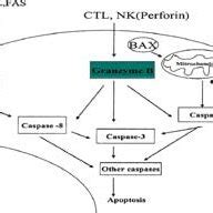The Role Of Granzyme B In Apoptosis Granzyme B Is A Neutral Serine