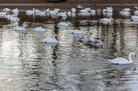 수많은 백라이트 백조와 오리 수영 겨울에서 석양 수많은 수많은 수많은 백라이트 백조 고 일몰에 수영 하는 오리 0명에 대한 스톡 사진 및 기타 이미지 Istock