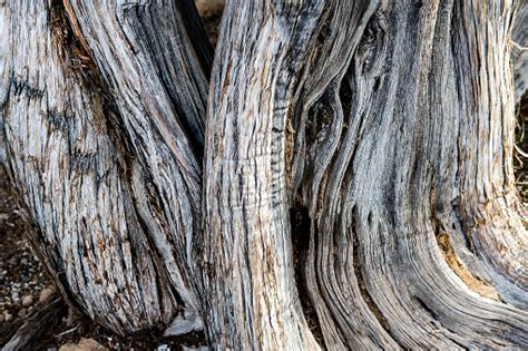 Tree Texture Pattern Close Up Background Aged Trunk Texture Abstract