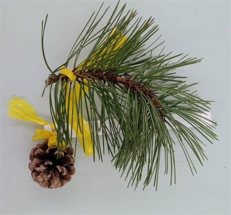 Trees And Shrubs ID Flashcards Quizlet Trees And Shrubs ID Flashcards Quizlet