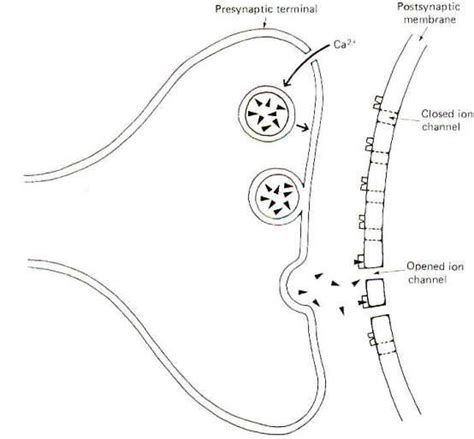 Presynaptic Terminal