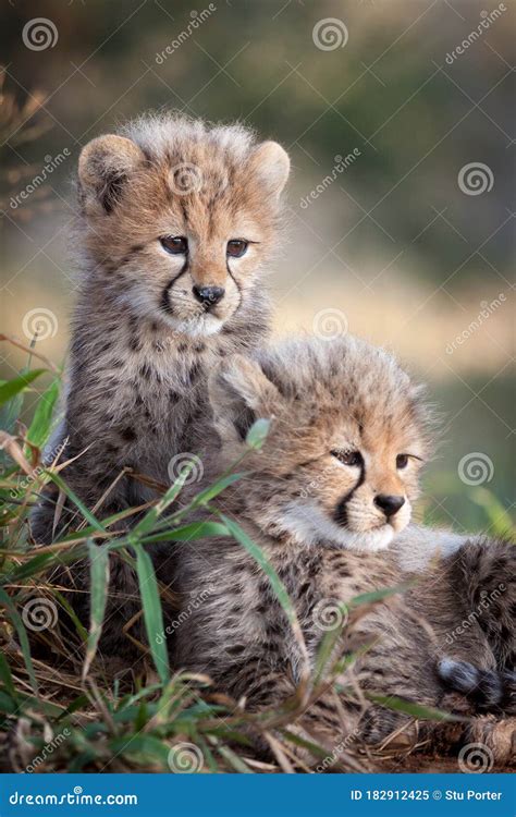 African Cheetah Cubs