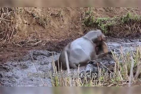 鳄鱼死死咬住角马，角马万分绝望，一旁的河马看不下去了！