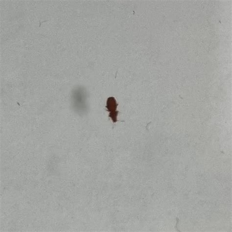 집에 작은 벌레 정체가 뭔가요 지식in