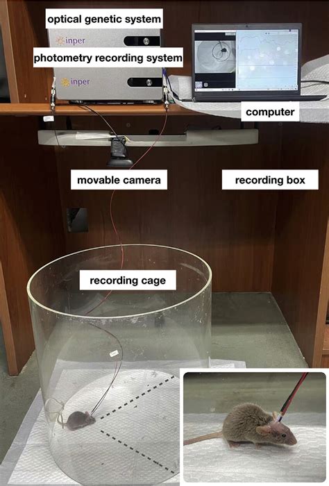 Photostimulation And Fiber Photometry Experiment Download Scientific