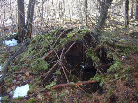 The Reference Reference Forest Ii