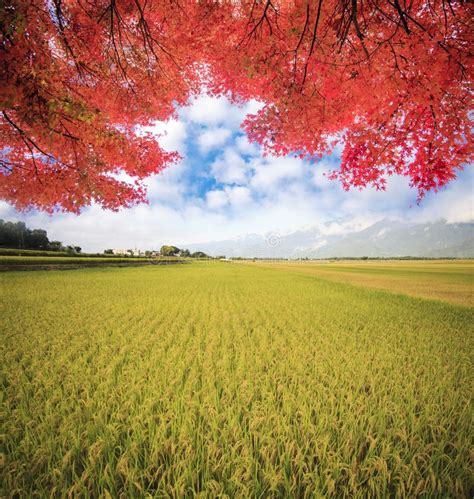 Natural Landscape Lonely Tree In Paddy Rice Field Stock Image Image