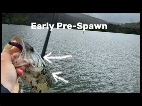 Early Pre Spawn Bass Fishing Lake Berryessa Youtube