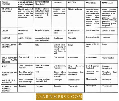 Neet Biology Notes Phylum Chordata Learn Mpbse