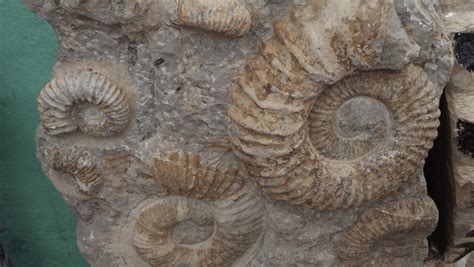 9 504 Ammonite Fossils 图片、库存照片、3d 物体和矢量图 Shutterstock