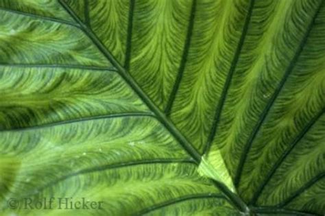 Alaska Plant Photo Information