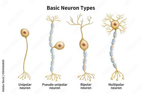 신경세포 타입 모양 메디컬일러스트 Stock 일러스트레이션 Adobe Stock