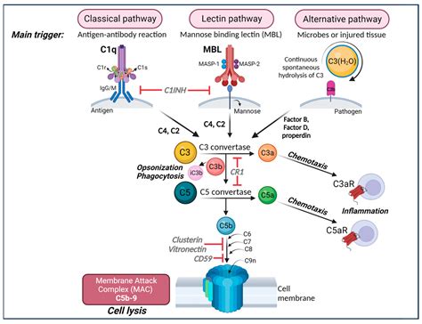 Ijms Free Full Text The Importance Of Complement Mediated Immune Signaling In Alzheimers