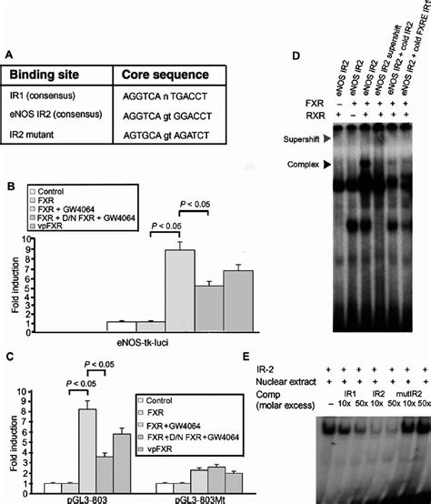 Analysis Of Putative Fxr Responsive Elements Fxres In Rat Enos
