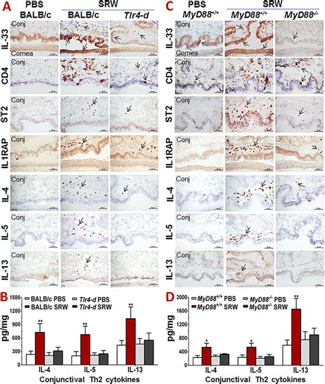 The Stimulated Production Of Il 33 In Srw Induced Eac Model Requires