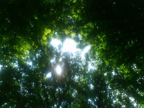 Download Free Photo Of Sun Light Trees Leaves Forest From Needpix Com