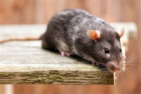 На Чернігівщині в місцевої жительки виявили лептоспіроз у пацієнтки тяжкий перебіг хвороби