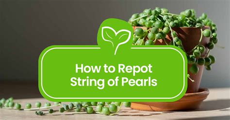 How To Repot String Of Pearls A Step By Step Guide Plant Propagation