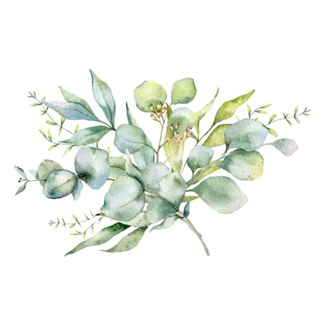Premium Vector Hand Painted Eucalyptus And Greenery Watercolor