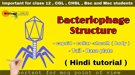 Bacteriophage Structure