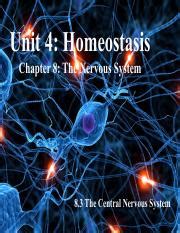 CNS PNS 1 2 2 Pdf Unit 4 Homeostasis Chapter 8 The Nervous