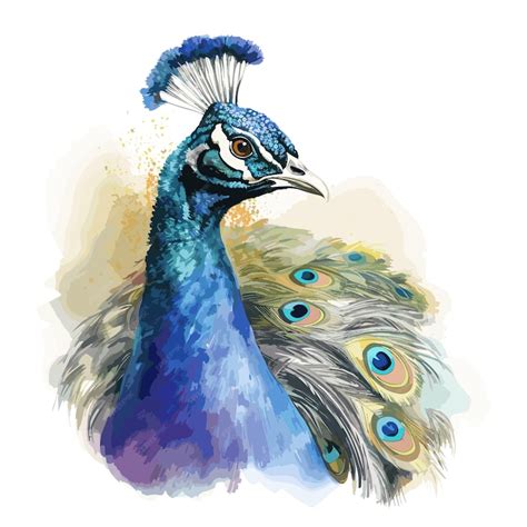 Colorful Peacock Illustration Isolated On A White Background Premium