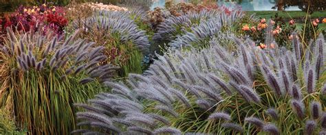 A Guide To Planting Ornamental Grasses Burpee