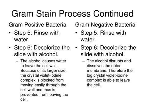Ppt Gram Stain Powerpoint Presentation Free Download Id2378204