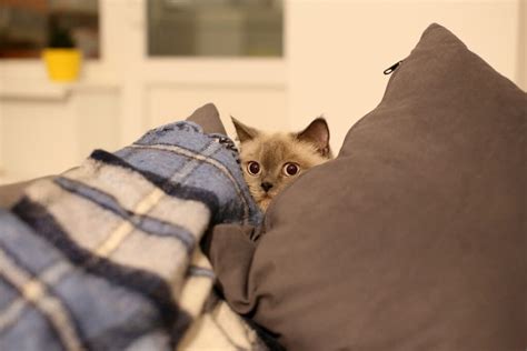 How To Calm A Scared Cat Factors And Tips