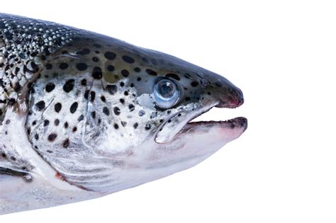 연어 물고기에 고립 된 흰색 배경 신선한 야생 연어는 흰색 절연입니다 신선한 전체 연어입니다 텍스트에 대 한 빈 공간입니다 공간에 복사 합니다 생선 머리 건강한 생활방식에