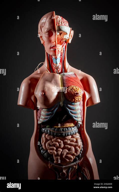 Human Female Dissection